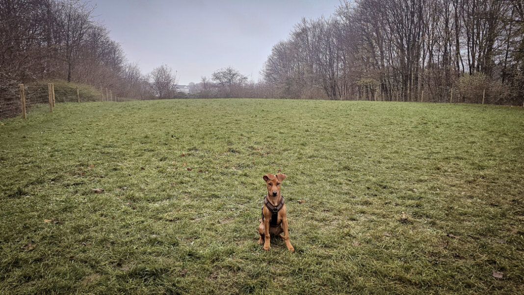 Velbert hat eine neue Hundewiese – Große Freude bei Vierbeinern und Haltern